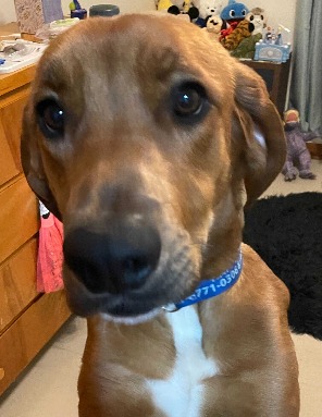 Dog Rescue | Dog Adoption | Happy Bark | Erie Pennsylvania