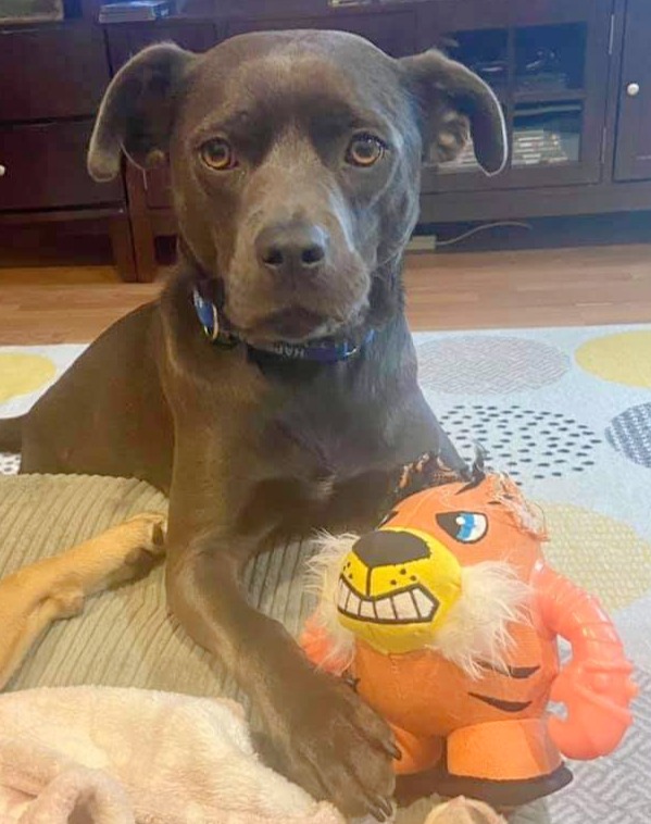 Dog Rescue | Dog Adoption | Happy Bark | Erie Pennsylvania