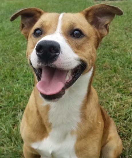 Dog Rescue | Dog Adoption | Happy Bark | Erie Pennsylvania