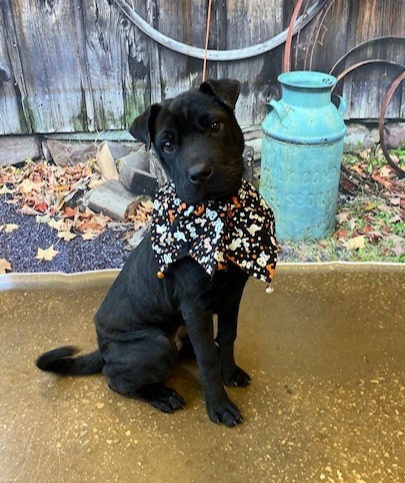 Dog Rescue | Dog Adoption | Happy Bark | Erie Pennsylvania