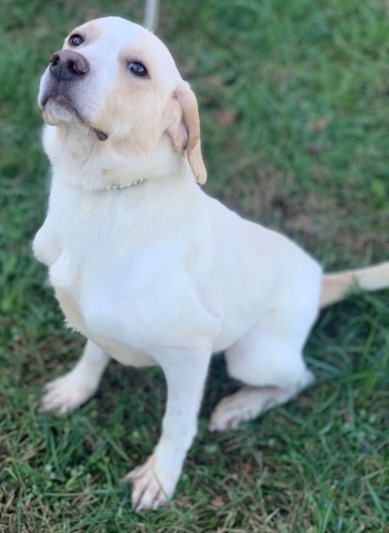 Dog Rescue | Dog Adoption | Happy Bark | Erie Pennsylvania