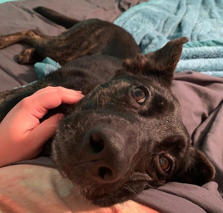 Dog Rescue | Dog Adoption | Happy Bark | Erie Pennsylvania