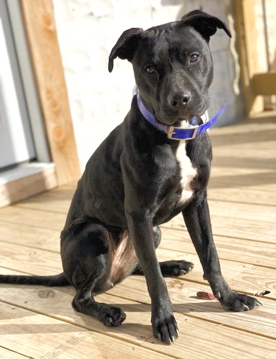 Dog Rescue | Dog Adoption | Happy Bark | Erie Pennsylvania