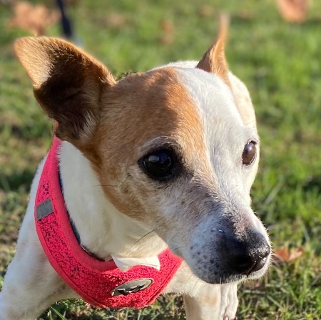 Dog Rescue | Dog Adoption | Happy Bark | Erie Pennsylvania