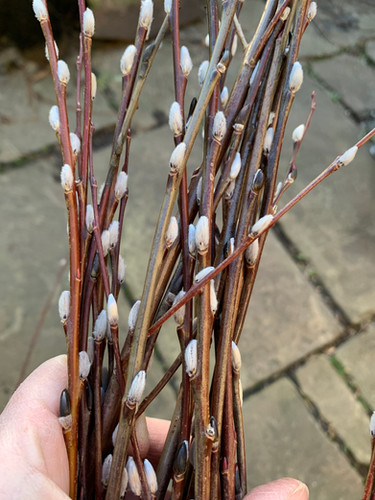 Salix purpurea Cohu Ble willow cuttings | CherryTree Willow