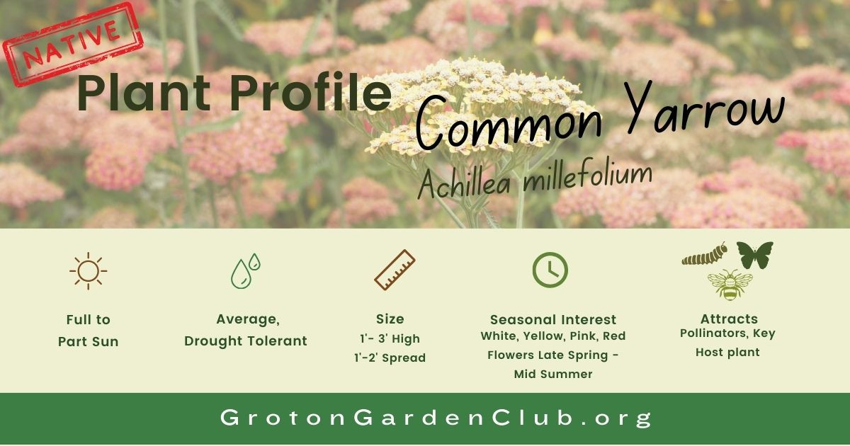 Plant Profile: Common Yarrow
