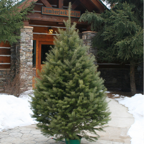 Douglas Fir - Pre Cut Tree | Timber Shack