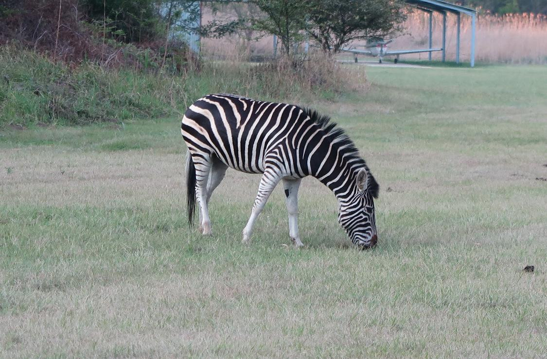 Hey Coach - there's a Zebra on the field!