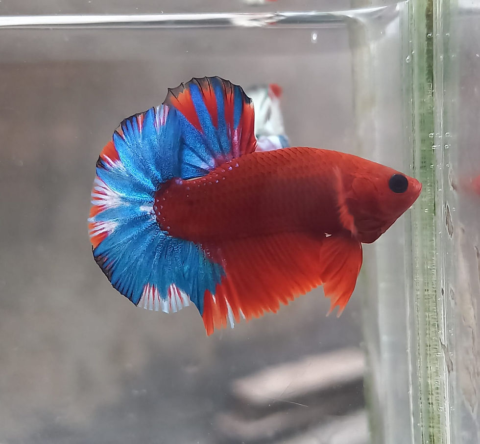 Red Blue Hellboy RBHB-0005 | Betta Bud