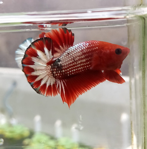 Red Fancy Copper FCCP-0001 | Betta Bud
