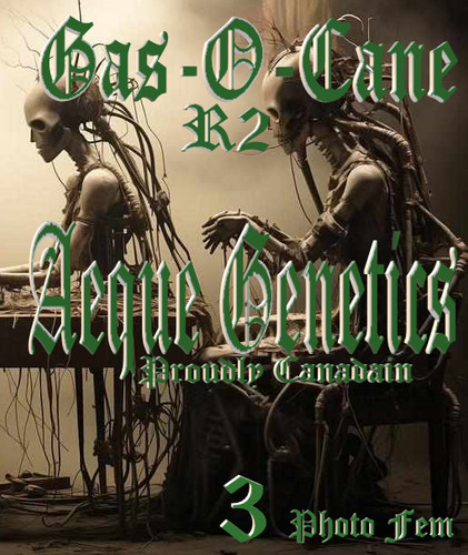 Gas-O-cane F2/R2 | AEQUE GENETICS