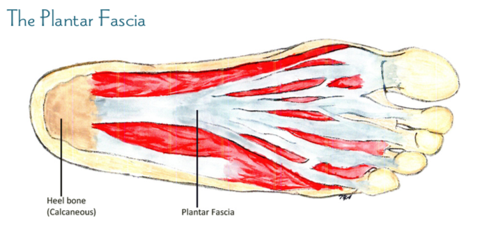 The Plantar Fascia – What Does it Do?
