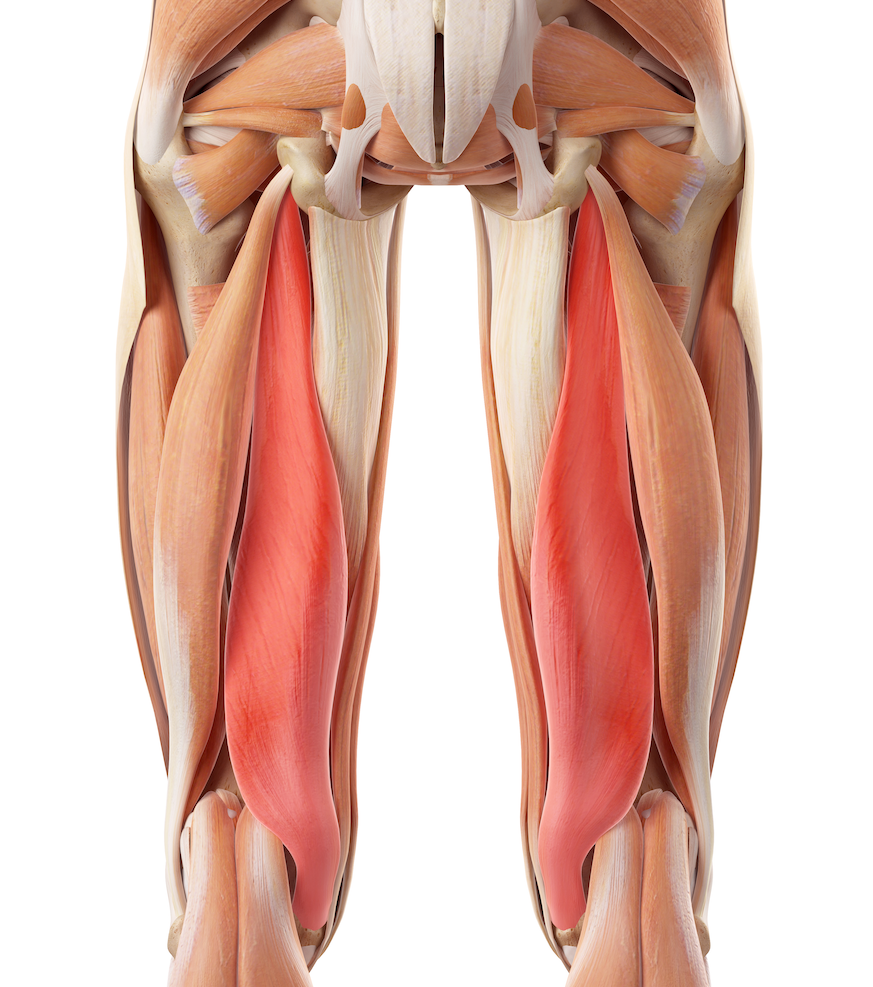 Popliteus Muscle The Key Of The Knee Popliteus Muscle The Key Of The Knee