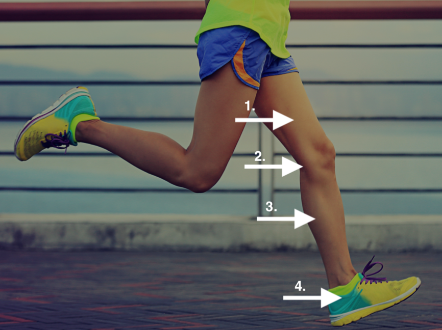 Popliteus Muscle - “The Key of the Knee”