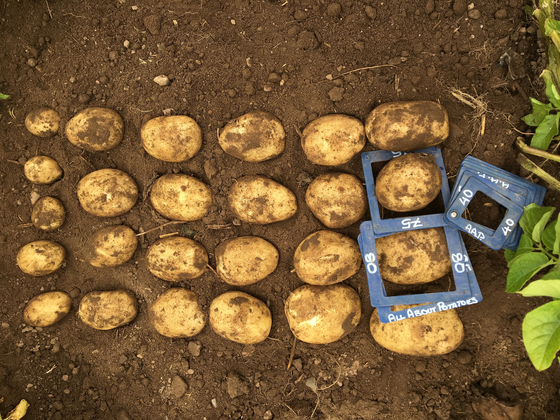 Potato Storage | All About Potatoes