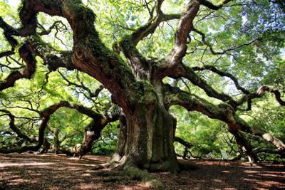 The Lessons of the mighty Oak