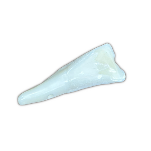 Buffalo Teeth | Smoky Mountain Relic