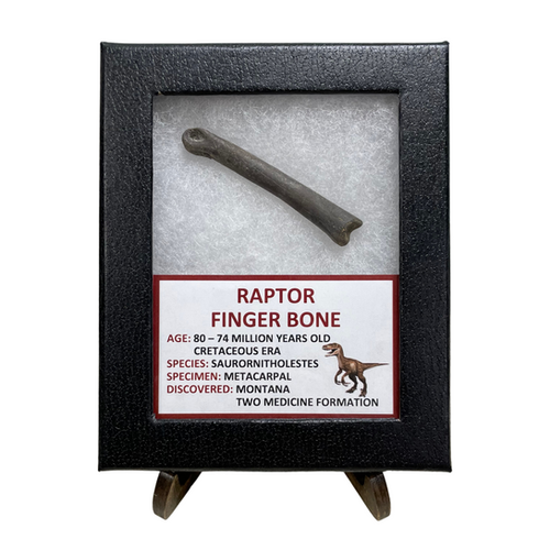 Raptor Finger Bone | Smoky Mountain Relic