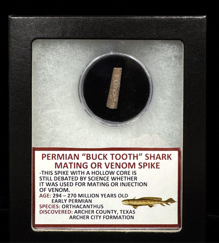 Permian "Buck Tooth" Shark Mating or Venom Spike | Smoky Mountain Relic
