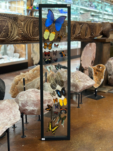 Large Butterfly Display | Smoky Mountain Relic