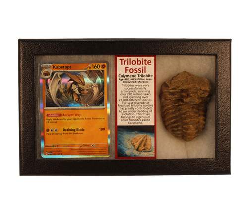 Pokemon Trilobite Fossil Display - Kabutops | Smoky Mountain Relic