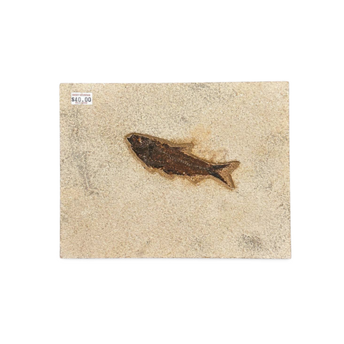 Ancient Fossil Fish | Smoky Mountain Relic