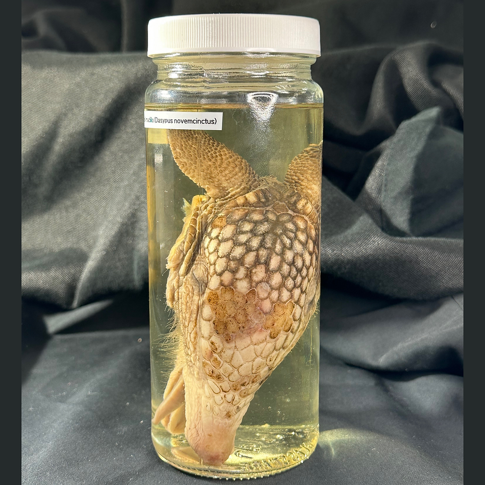 Oddities & Curiosities | Smoky Mountain Relic