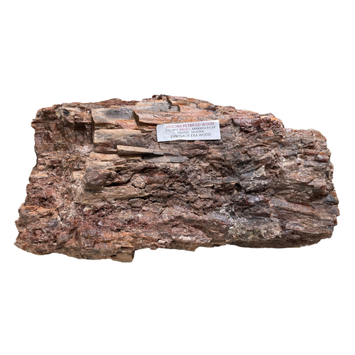 Triassic Dinosaur Era Petrified Wood | Smoky Mountain Relic
