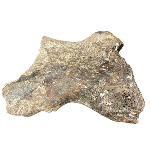 Giant Ground Sloth Scapula | Smoky Mountain Relic