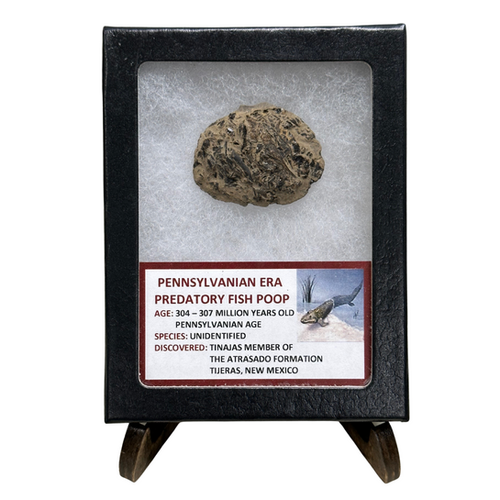 Pennsylvanian Era Predatory Fish Poop | Smoky Mountain Relic