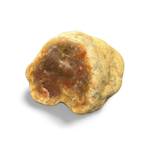 Polished Coprolite (Dino Poop) | Smoky Mountain Relic