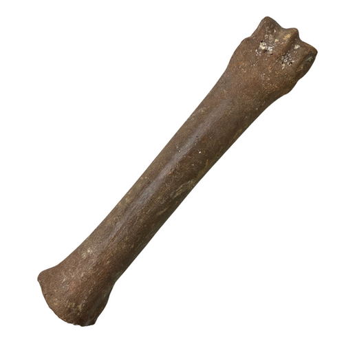 Ice Age Horse Metatarsal (Cannon Bone) | Smoky Mountain Relic
