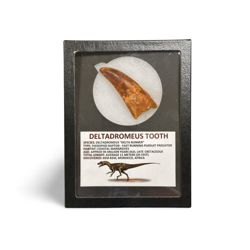 Deltadromeus Tooth (Delta Runner) | Smoky Mountain Relic