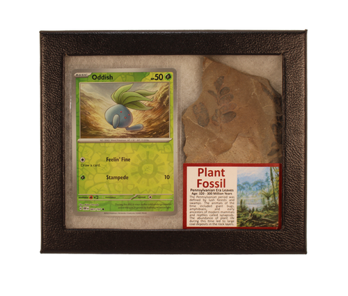 Pokemon Plant Fossil Display - Oddish | Smoky Mountain Relic