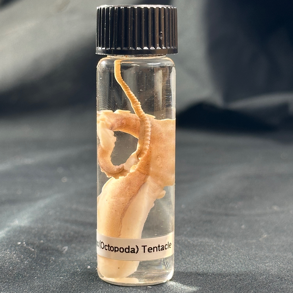 Oddities & Curiosities | Smoky Mountain Relic