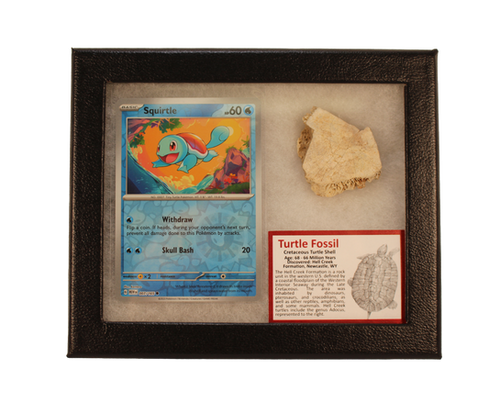 Pokemon Turtle Fossil Display - Squirtle | Smoky Mountain Relic