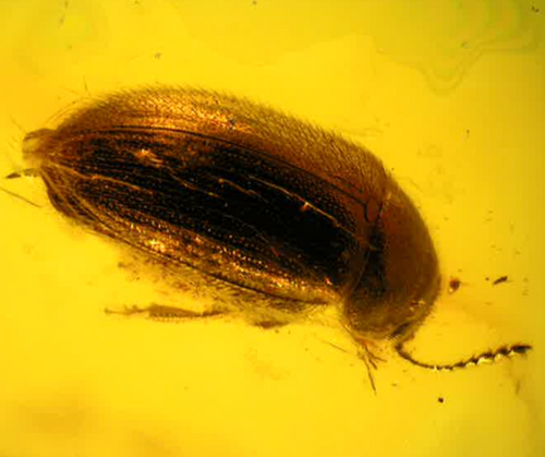 Bug in Amber - Coleoptera (Beetle) | Smoky Mountain Relic