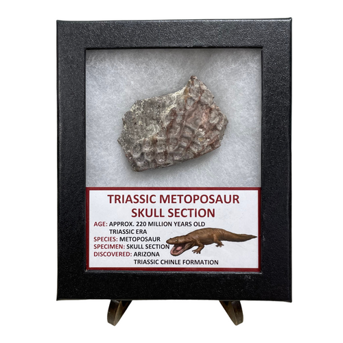 Triassic Metoposaur Skull Section | Smoky Mountain Relic