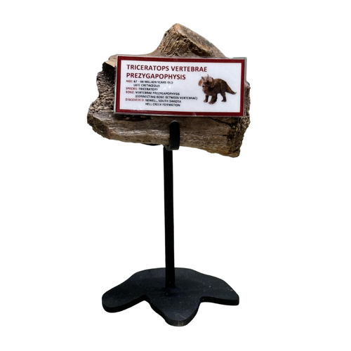 Triceratops Vertebrae Prezygapophysis | Smoky Mountain Relic