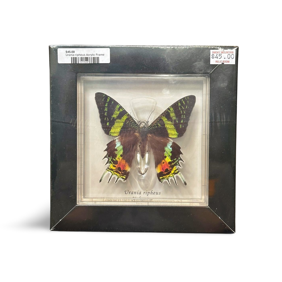 Oddities & Curiosities | Smoky Mountain Relic