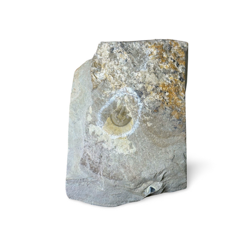 Rare Fossil Trilobite: Olenellus gilberti - Cambrian Time Capsule ...