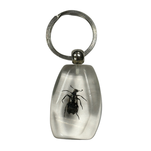 Keychain with an Insect preserved in Resin. | Smoky Mountain Relic