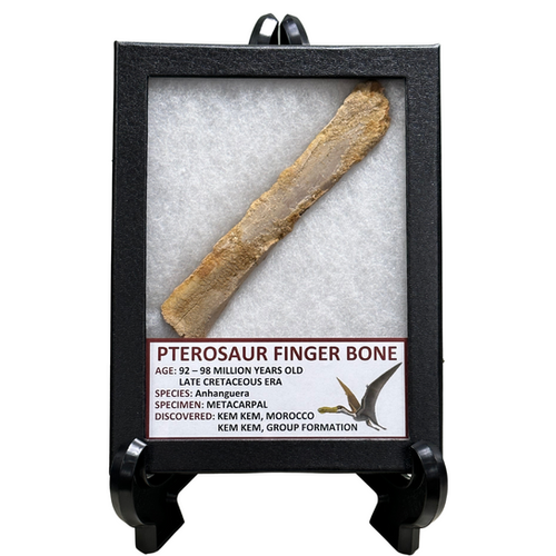 Pterosaur Finger Bone | Smoky Mountain Relic