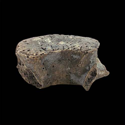 Extinct Ice Age Manatee Rib Head | Smoky Mountain Relic