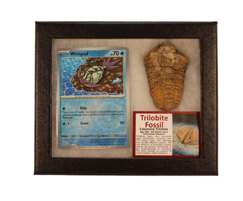 Pokemon Trilobite Fossil Display - Wimpod | Smoky Mountain Relic