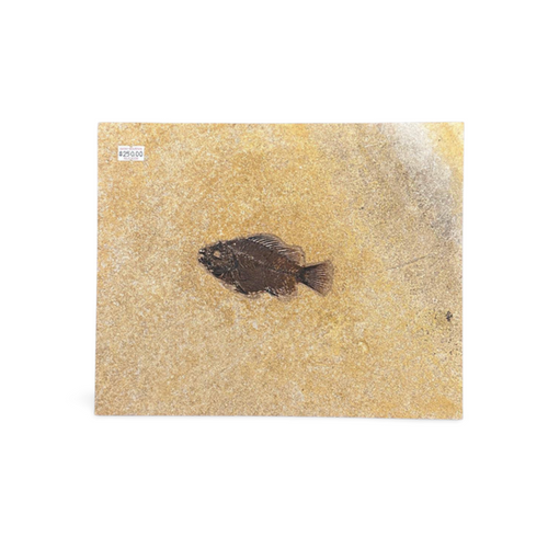 Ancient Fossil Fish | Smoky Mountain Relic