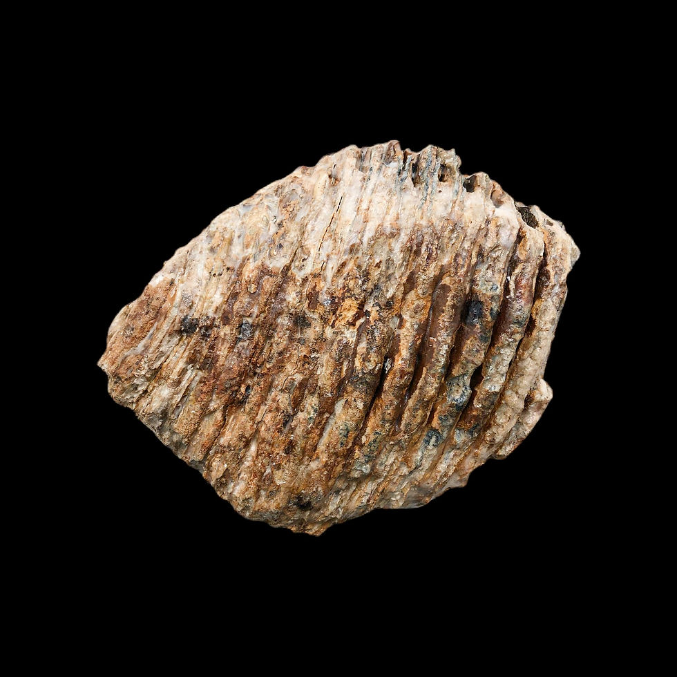 Ice Age Fossils | Smoky Mountain Relic