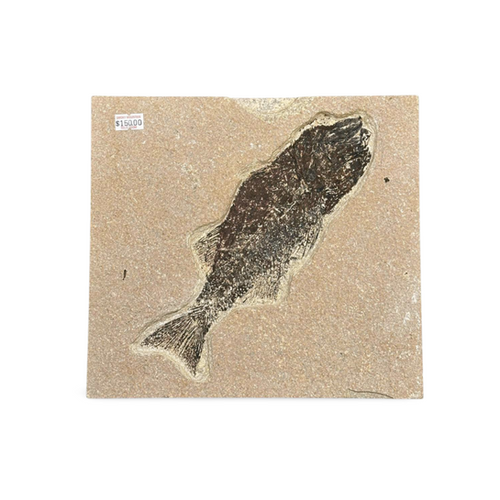 Ancient Fossil Fish | Smoky Mountain Relic