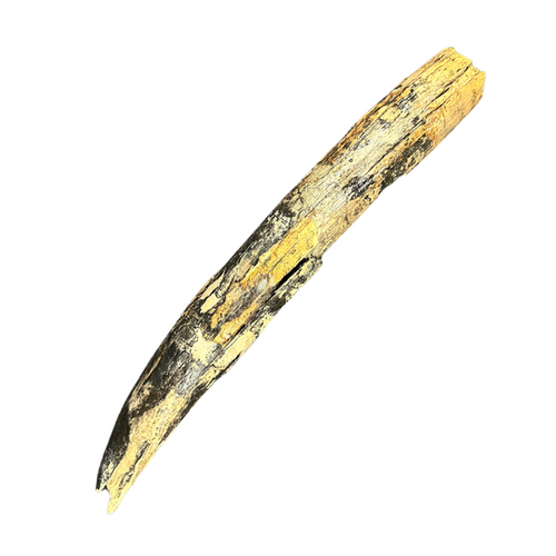 Woolly Mammoth Tusk Piece | Smoky Mountain Relic