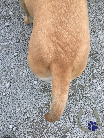 The Broken Wag- Limber tail syndrome